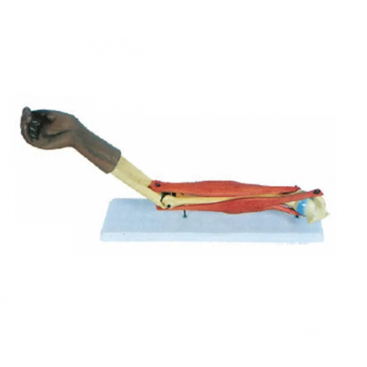 Functional Elbow Joint Model - MYASKRO